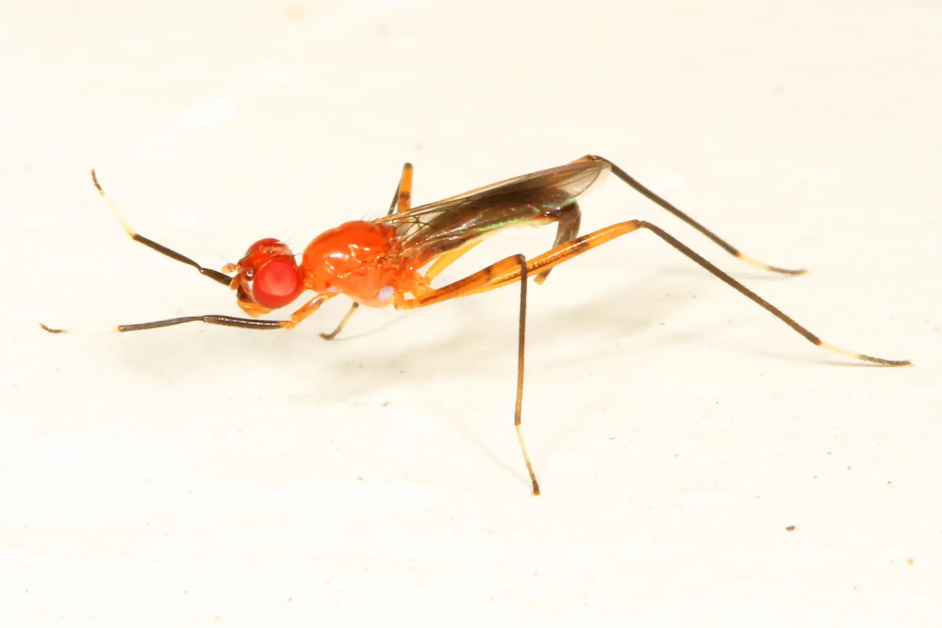 Stilt-Legged Flies in South Florida: What You Need to Know